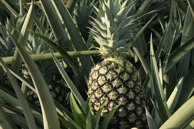 Ananas Anam va prochainement commercialiser un fil d'ananas